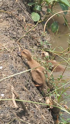 4.2M views · 10K reactions | Cute Wild Ducklings #ducks | Sami Loft & FarmHouse | Facebook
