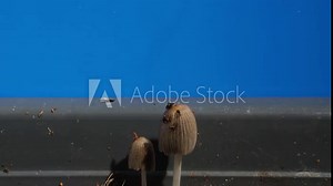 The growth of poisonous pathogenic fungi. Psilocybin mushroom growth time lapse