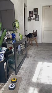 She answered me using dog button | Bear The German Shepherd