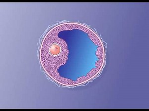 Oogenesis 3d animation embryo development