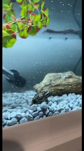 169K views · 3.9K reactions | The little turtle | Underwater World | Facebook