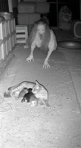 Pitbull Saves Cat & Kittens From Creepy Creature | Night Farm CCTV