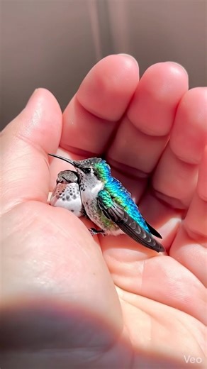 The bee hummingbird Description. The bee hummingbird is the smallest living bird. Females weigh 2.6 g (0.092 oz) and are 6.1 cm (2 3⁄8 in) long, and are slightly larger than males, which have an average weight of 1.95 g (0.069 oz) and length of 5.5 cm | Bird Species