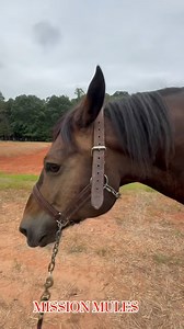 BRISKET...Exercise and consistency keep him ready for any mission. He may have short ears, but he has the heart of a mule! #mulepower #mountainmulepackers #missionmules #deliveringhope #butgod | Mountain Mule Packer Ranch