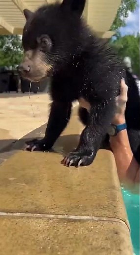 Hilarious Pool Float Rescue Caught on Home Cam Footage