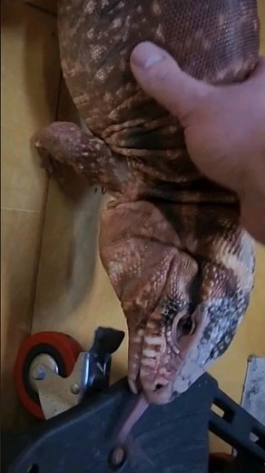 she looked bloated and grumpy #toot #lizard #fart