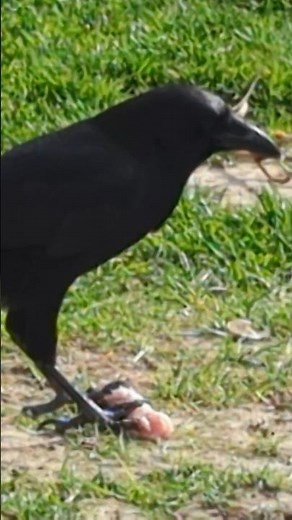 Baby Crow Eating Raw Meat #crow #birds #shorts