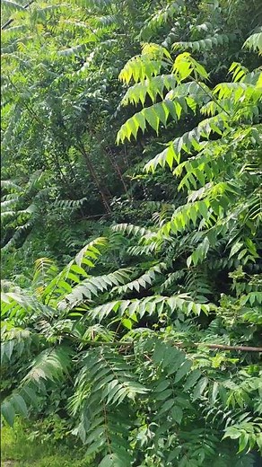 UNCOVERING THE ALIEN INVADER | Tree of Heaven Takes Over Smithfield RI