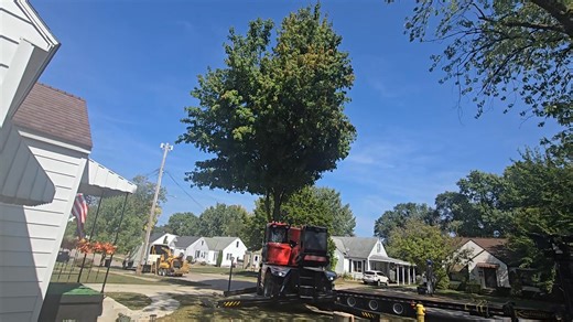 53K views · 102 reactions | Large Maple cut at base removed and lowered in street .70 ft | Marks Professional Tree Service LLC | Facebook