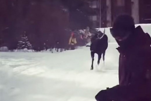 Video captures moose chasing skiers at resort