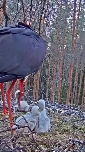 709K views · 5K reactions | [ E#751 ] - Review bird nest family daily life in their nest | Review mother birds bring food to feed her chicks in the nest!! #reviewbirdnest #birdslover #naturelovers #birdsounds #birdschirping #birdsofinstagram #birdlife #birds #birdswatching #birdsnest #wildbirdsphotography #birdsforest | Bird Plus Nature | Facebook