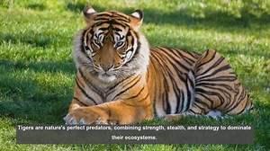 10 Deadly Hunting Techniques of Tigers