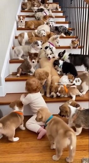 Puppy Avalanche! Baby is Swarmed by 32 Pups on the Stairs 🤯강아지 눈사태! 아기가 계단에서 32마리 강아지에게 둘러싸였어요