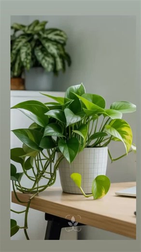 Tree Identifier & Diagnosis 🌿 | Ever wonder exactly what tree you’re looking at or why it looks a little “sad”? 🌳🔍 Whether you are out on a hike or tending to your indoor... | Instagram