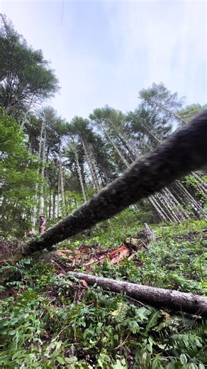 Understanding Tree Length in Timber Felling