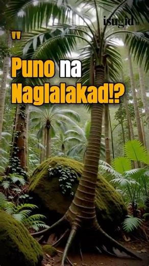 Walking Palm Tree Explained | Totoo Bang Nakakalakad ang Punong Ito?