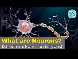 Structure and function of neuron| Types of neurons | Neuron Class 10 | Bio Scholar