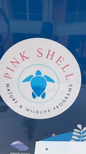 19K views · 246 reactions | Found a treasure on the beach? Swing by our shell washing station on the pool deck to clean it up and uncover its story! Match your shell discoveries to our shell guide, every seashell deserves it’s moment in the sun! ☀️ | Pink Shell Beach Resort & Marina | Facebook