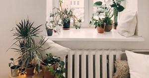 103 reactions · 58 shares | How do you keep indoor plants healthy and stop the little green investments from dying? 樂 We have the solution! An odourless, nutrient rich fertilizer which indoor plants LOVE. Also it reduces food waste & helps the environment, all in as little as 3 hours!   Check it out: https://bit.ly/2RFsUZR | Food Cycle Science | Facebook