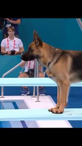 2.3M views · 12K reactions | Olympic diving, but make it pawsome. #dog #funnydogreels #dogsoftiktok #petsoftiktok #dogsofinstaworld #dogsoffacebook #dogstagram #DogLoversUnite #dogs #petlovers #dogloversforlife #dogloversfeed #PetLoversUnite #funnydogs | Dog Lovers | Facebook