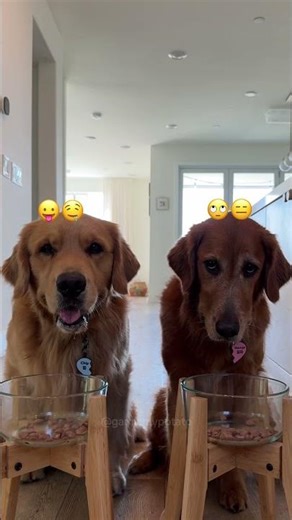 My Two Dogs’ Very Different Reaction to “Fake Ok” #dogs #shorts #funnydogs