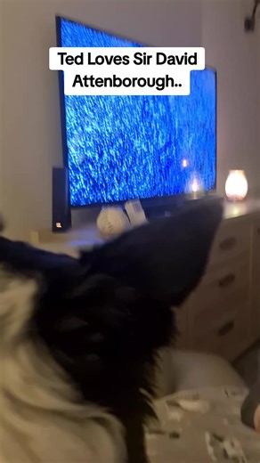 the digigy dog gang (@the.digigy.dog.gang)’s videos with original sound - the digigy dog gang