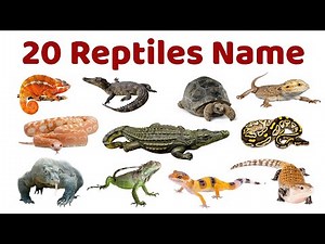 20 Reptiles Names in hindi | Learn Reptiles Names with Pictures