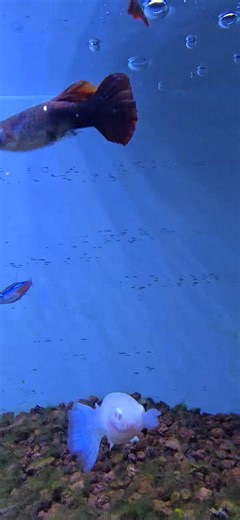 Яармагийн НЭМО дэлгүүрт шинээр загас. Болон гэрийн тэжээвэр амьтад ирлээ.99009353 | Nemo Animal Store