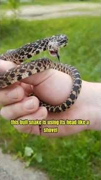 You Won’t Believe How This Bullsnake Digs Underground