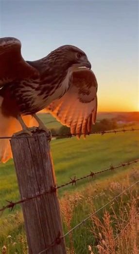 Heart-Stopping Moment: Hawk Trapped, Then Soars to Glory!