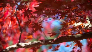 Gorgeous Red Leaves Swaying In Autumn Breeze Stock Footage SBV-324517317 - Storyblocks