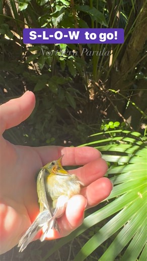 This lucky Northern Parula was released 24 hours after colliding with a window. If you have never taken a good look at the reflection in an outdoor window you might be in for a surprise. Windows, especially those tinted to help keep the sunshine out, are highly reflective. If you go outside and look AT the window, rather than looking to see through the window. What you will most likely see is blue SKY and green TREES. This what and why bird fly into windows. They literally do not know what a win