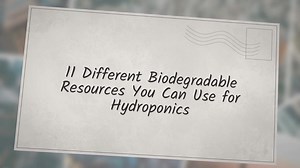 What is biomass energy? Uses of bioenergy