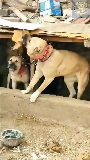 Aggressive Kangal: Meet the Fiercest Guardian Dog in the World