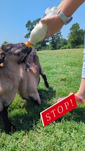 6K views · 396 reactions | Farm life can be beautiful chaos & I love...