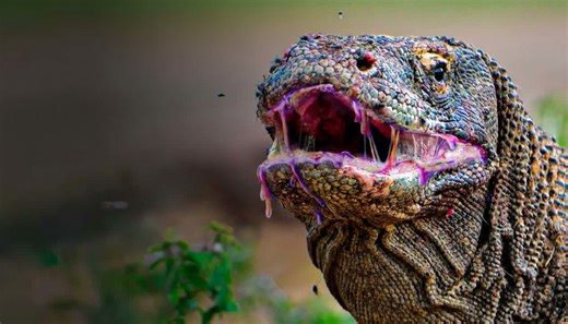 The Komodo dragon lets prey escape - and still wins