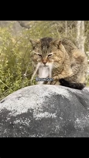 Meme Compilation 1 #memes #memecompilation