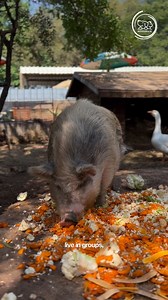 7.1K views · 126 reactions | Facts about pigs: Pigs are highly...