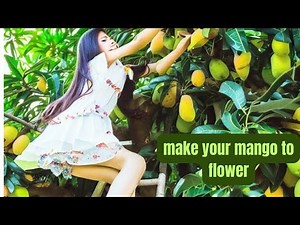 How to increase the bloom of mango tree using potassium nitrate or calcium nitrate