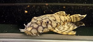 Ancistrus sp. "Rio Itenez" (Kiefneri II) known as L-519 - breeder's tips