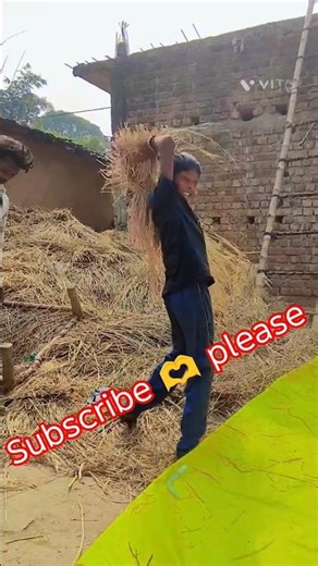 Hello Guys Dhan Kaise Pitate Hai Dehati mehnat Hard Work #kd #bihari #funny #viralvideo