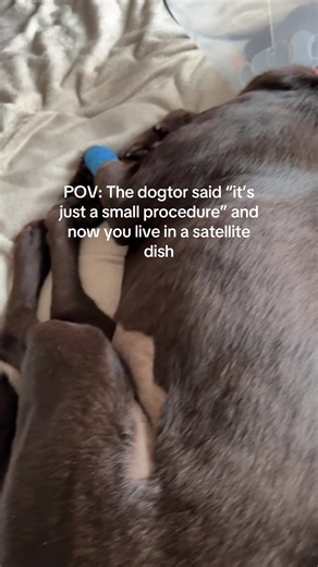 The Truth About Dogtor Visits for Labradors