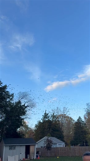 Mother Nature is truly amazing 🤩 #birdmigration #nature | Damaris Ybarra