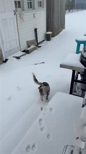 Word of advice from Shane, owner of Sally Said So... "Don't eat the yellow snow." Hope your dogs are enjoying the snow day! Have some fun while you're cooped up today. Give us a shout if you've been considering dog training. We would love to hear from you. sallysaidso.com | Sally Said So! Professional Dog Training