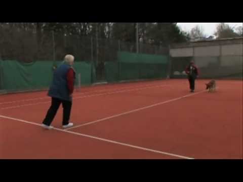 Turid Rugaas - What do I do when my dog pulls DVD