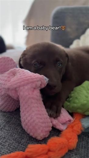 Baby bear 🐻 #rescuepup #fyp #dogvideos #puppiesoftiktok