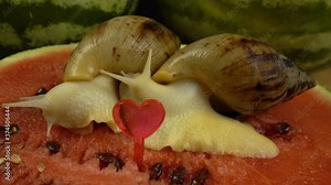 Macro Shoot of african giant snails on the watermelon. Achatina reticulata snails slowly touching each other on the watermelon background. Romantic, love concept, summer concept, valentine's day.