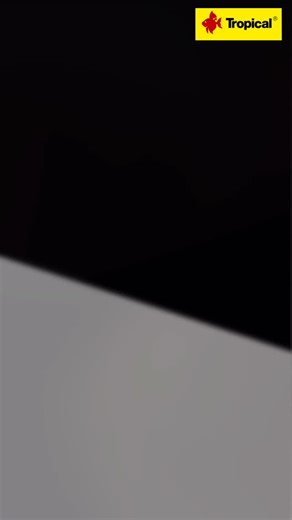 This and other so stunning Wild Discus will be available with a new price in www.santaremdiscusplus..com | Santarem Discus Plus