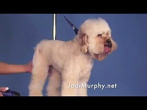 Learn How to Groom a Cockapoo with a Dandie Dinmont Expression
