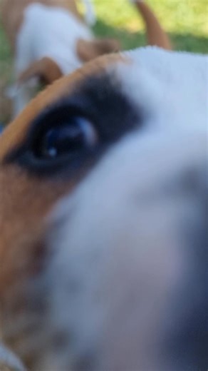 10 wks old. Teletubbies last 24 hrs together 🐶❤️💙🐶 #blissytheredstaffy #farmlife #redstaffypups #reddogs #staffysiblings #alldogs #englishstaffy #staffylovers #englishstaffordshire #staffordshirebullterrier | JazzystaffsJazzystaffs